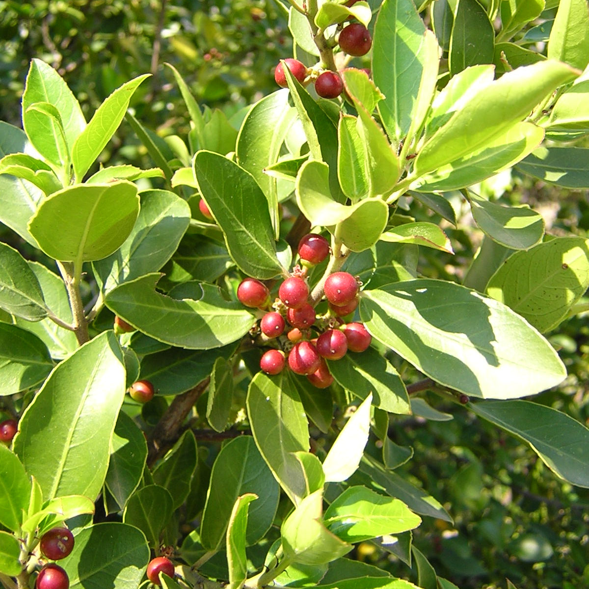 Rhamnus alaternus - alaterno (Alveolo forestale) – Vivai Mola della Badia