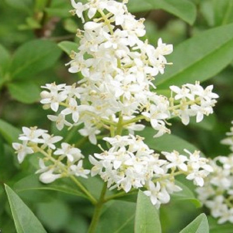 Ligustrum japonicum - ligustro giapponese (10 piante a radice nuda ...