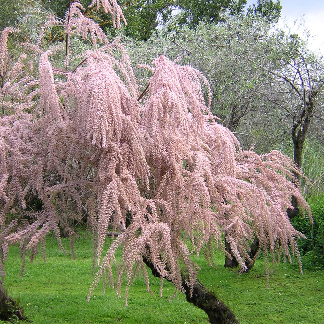Tamarix gallica - tamarisk (forest honeycomb) – Vivai Mola della Badia